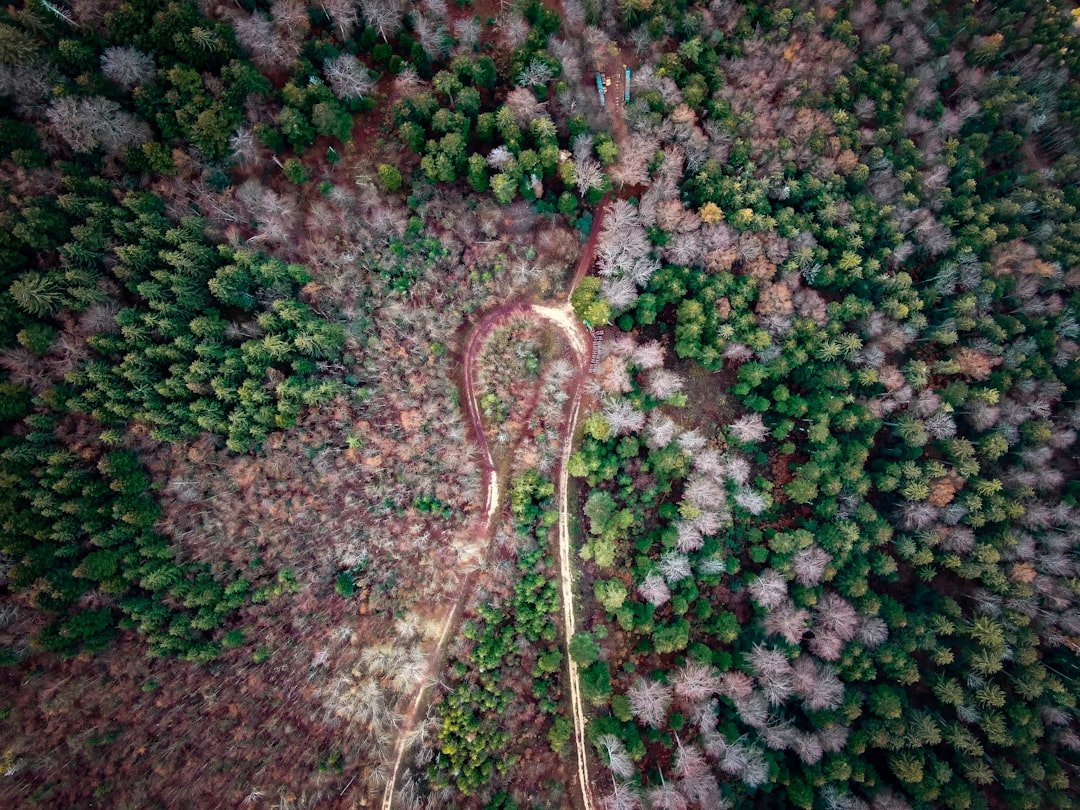 Tout savoir sur la blette : culture, recettes et bienfaits ...